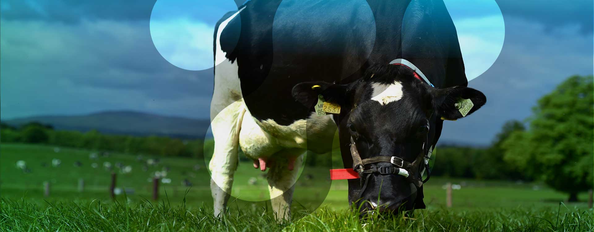 Vista Milk - Insight Multimedia